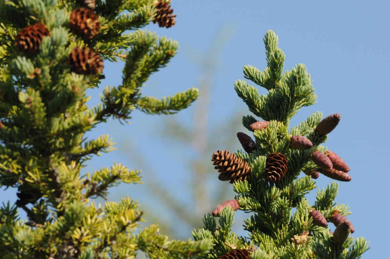 Foxes encourage boreal forest growth - The Wildlife Society