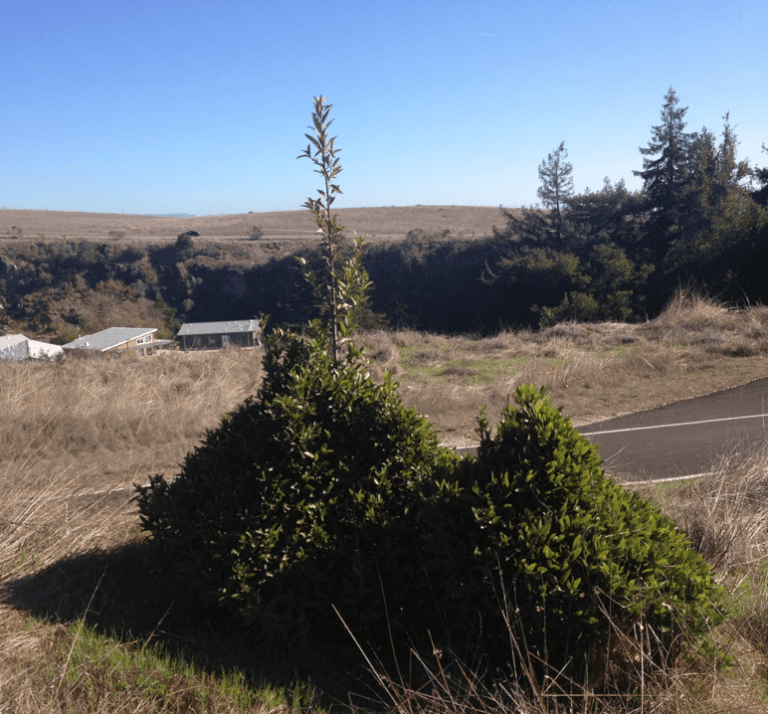 Puma presence impacts tree growth - The Wildlife Society