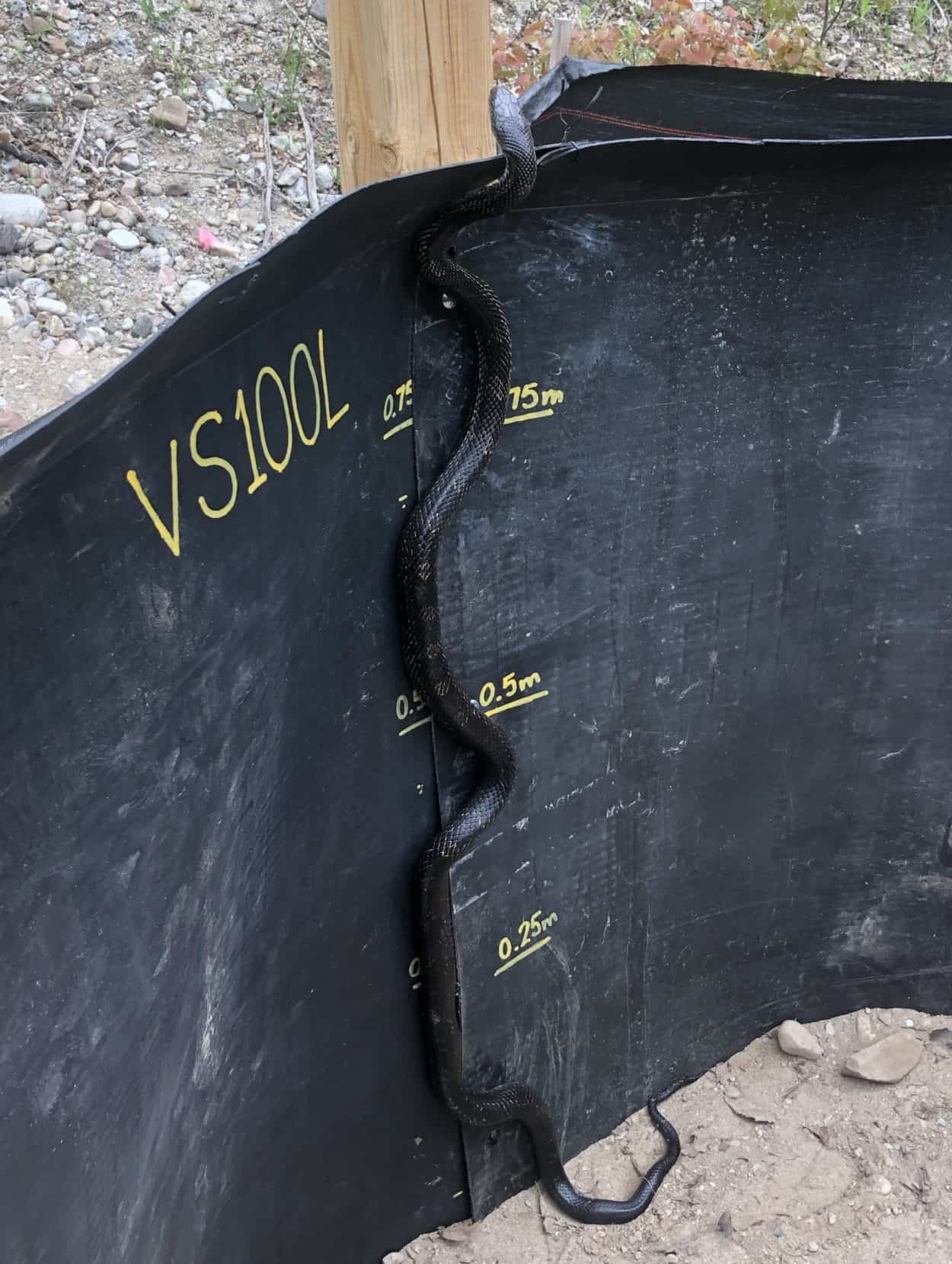 Building a better wall to keep ratsnakes off the road - The Wildlife ...