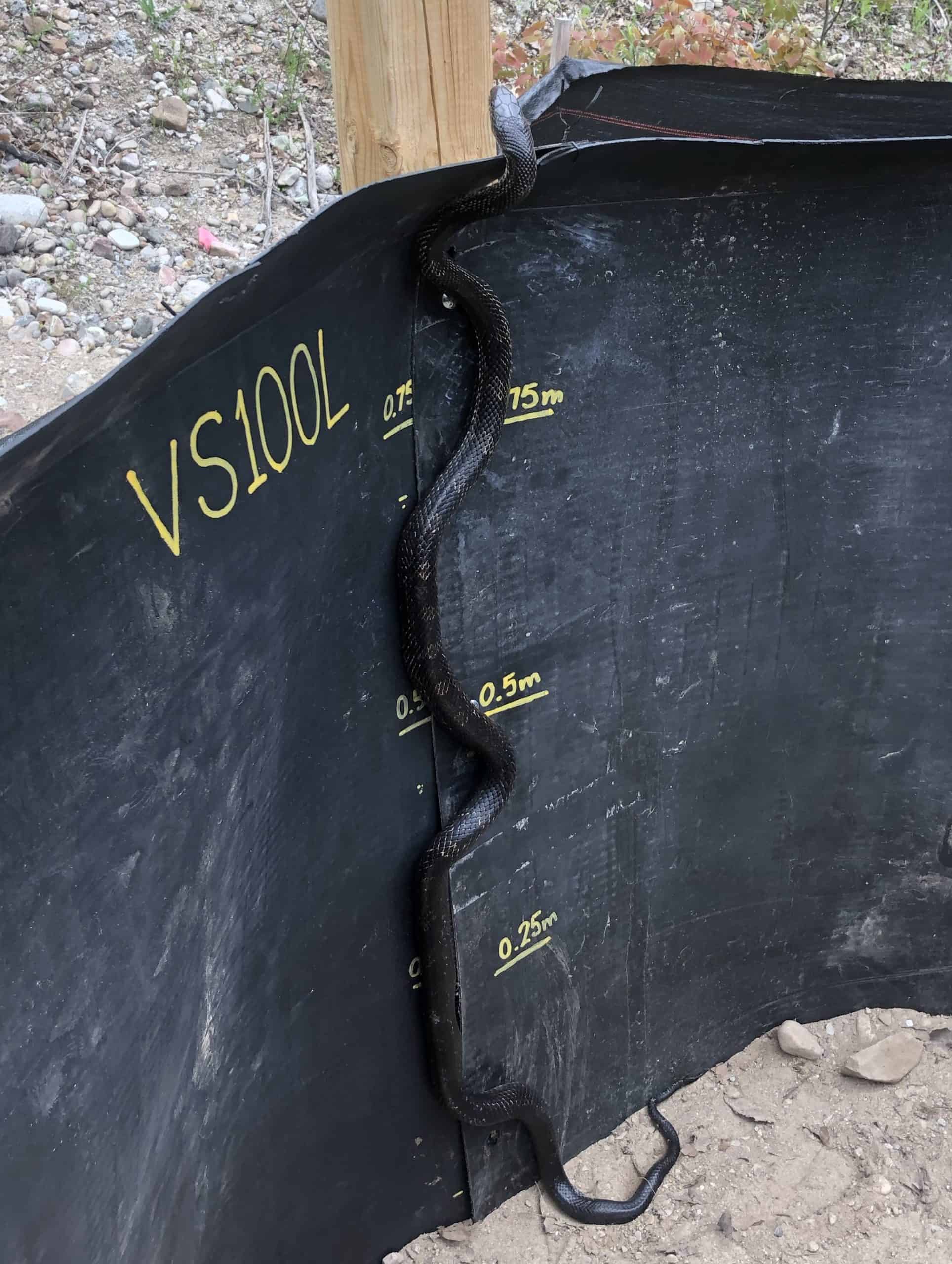 Building a better wall to keep ratsnakes off the road - The Wildlife ...