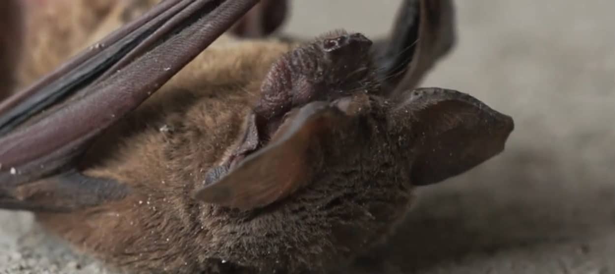 Watch: Texas freeze was tough on bats - The Wildlife Society