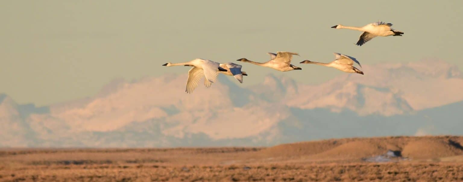 National Wildlife Refuge System - The Wildlife Society