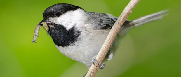 Bird declines tied to fewer insects - The Wildlife Society