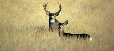 New method could test for CWD in live animals - The Wildlife Society