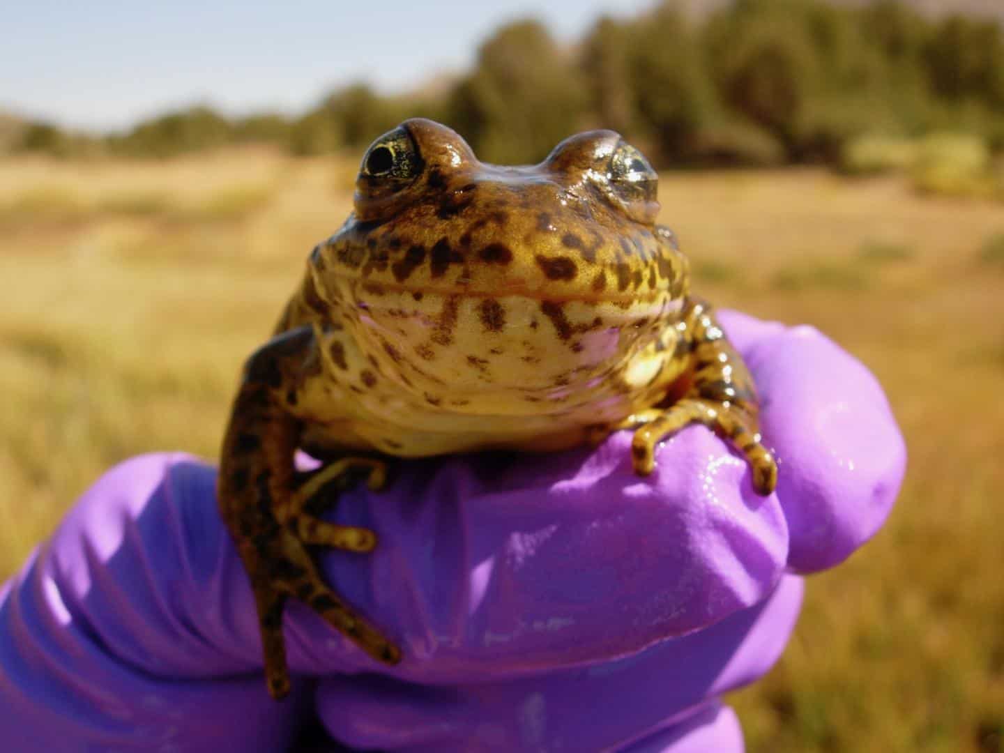 Frogs recovered from fungal disease have altered microbiomes - The ...