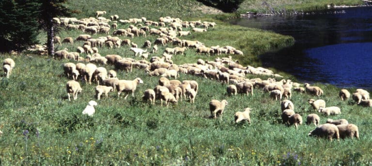 USDA must limit grazing around Sheep Experiment Station - The Wildlife ...
