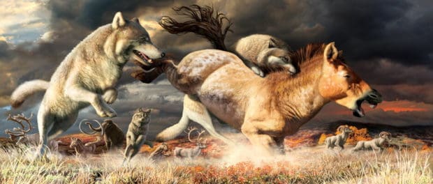 Wolves have been resilient since the Pleistocene - The Wildlife Society