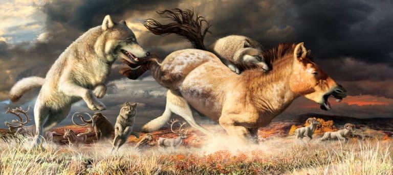 Wolves have been resilient since the Pleistocene - The Wildlife Society