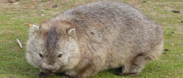 JWM: Wombat mange outbreak limited to north Tasmania - The Wildlife Society