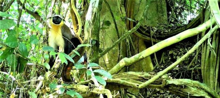 Watch: Cameras confirm rare dryas monkeys in Congo - The Wildlife Society