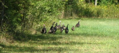 Successful translocations produce intended ecological results - The ...