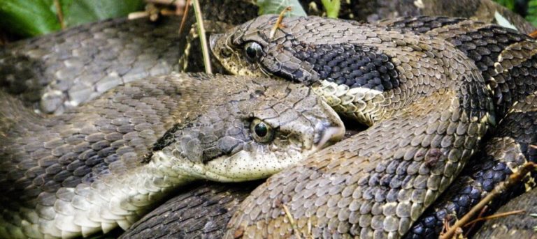 Eastern hog-nosed snake Archives - The Wildlife Society