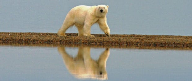 Interior won’t ease Arctic drilling restrictions - The Wildlife Society