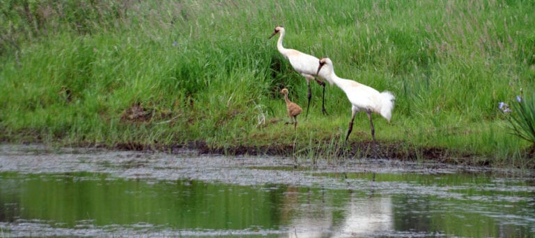 Migrating whooping cranes avoid wind turbines - The Wildlife Society