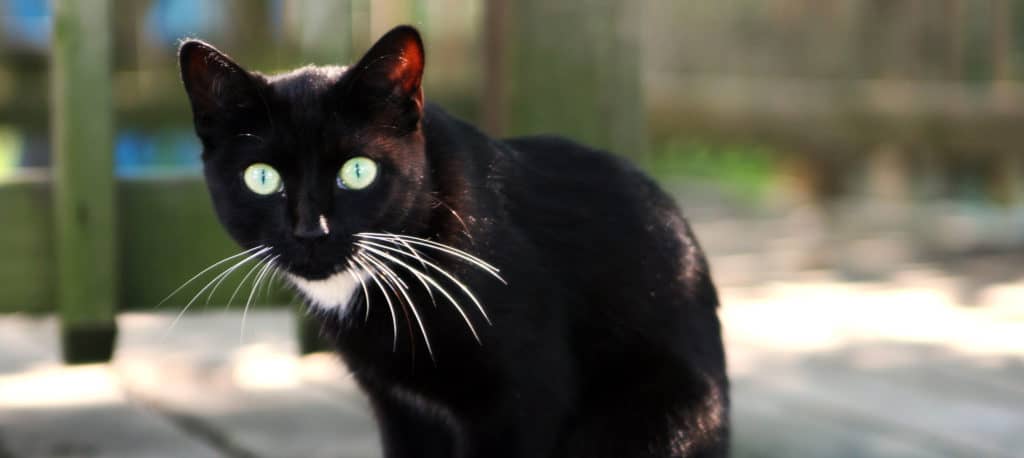 A Chicago group releases feral cats to target rats - The Wildlife Society