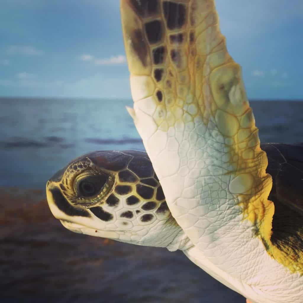 Wild Cam: Solving the hatchling sea turtle mystery - The Wildlife Society
