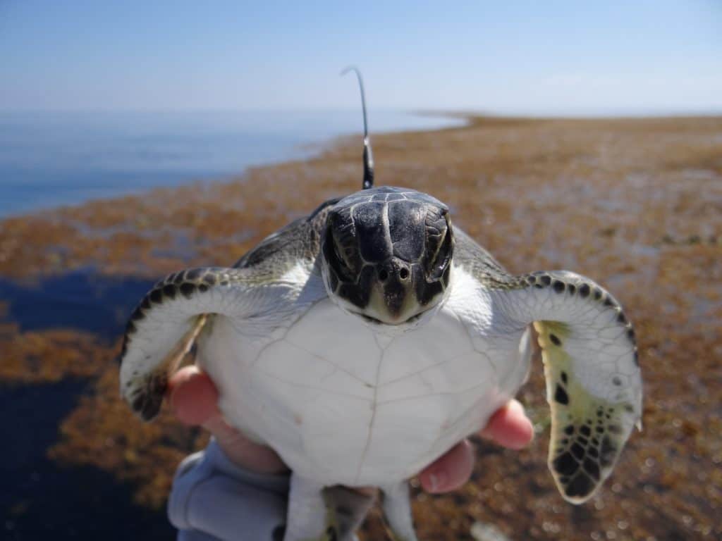 Wild Cam: Solving the hatchling sea turtle mystery - The Wildlife Society