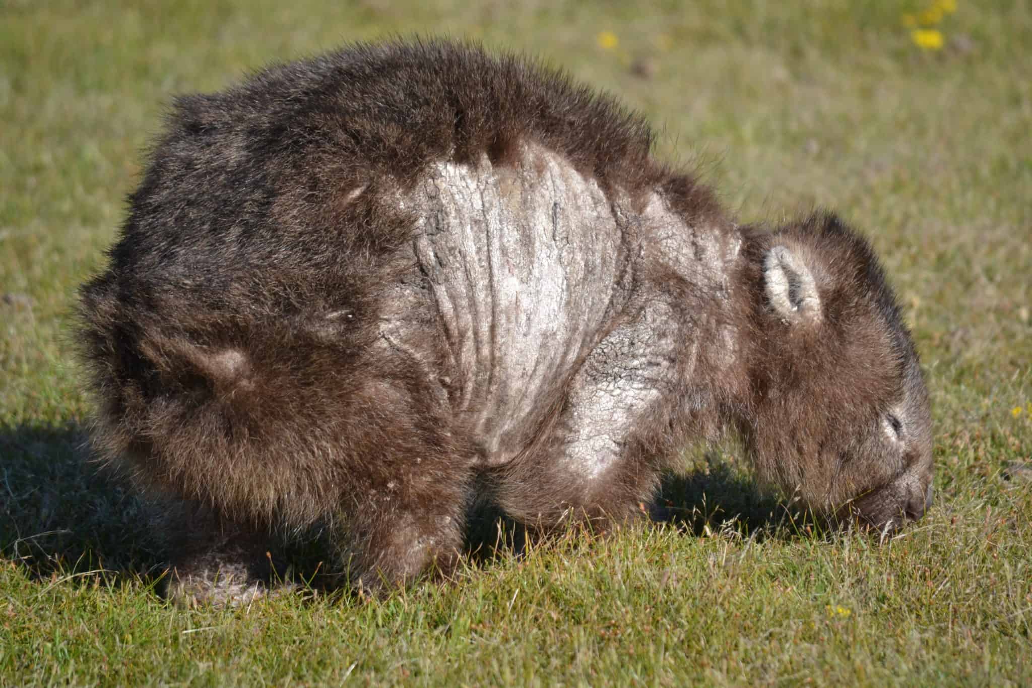 JWM: Wombat mange outbreak limited to north Tasmania - The Wildlife Society