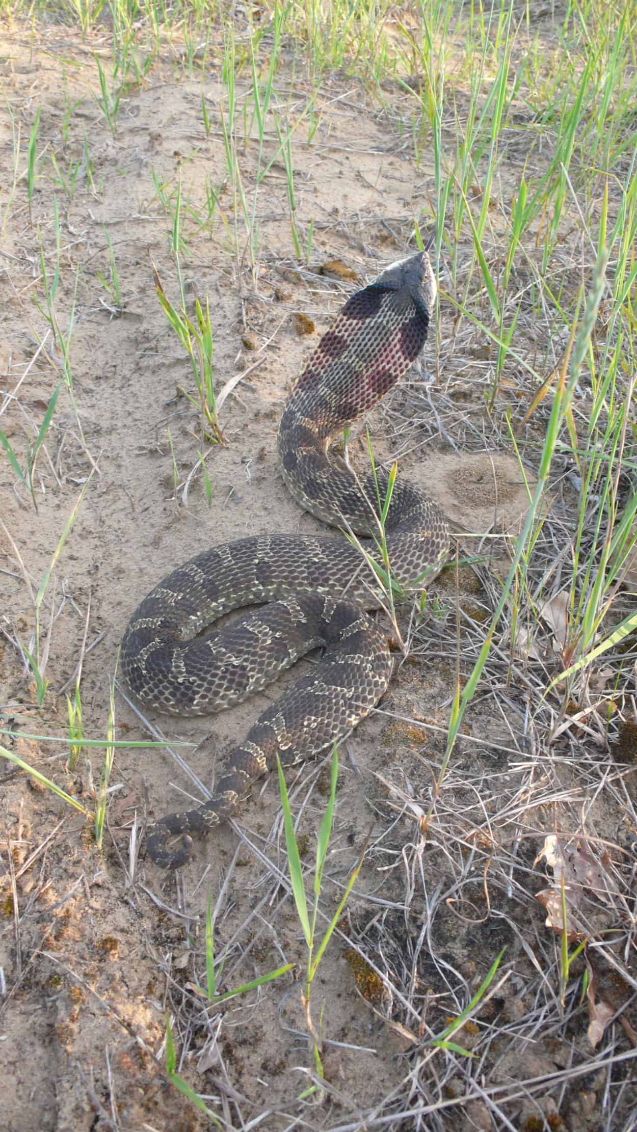 JWM: Hog-nosed snakes need sandy dunes for nesting - The Wildlife Society