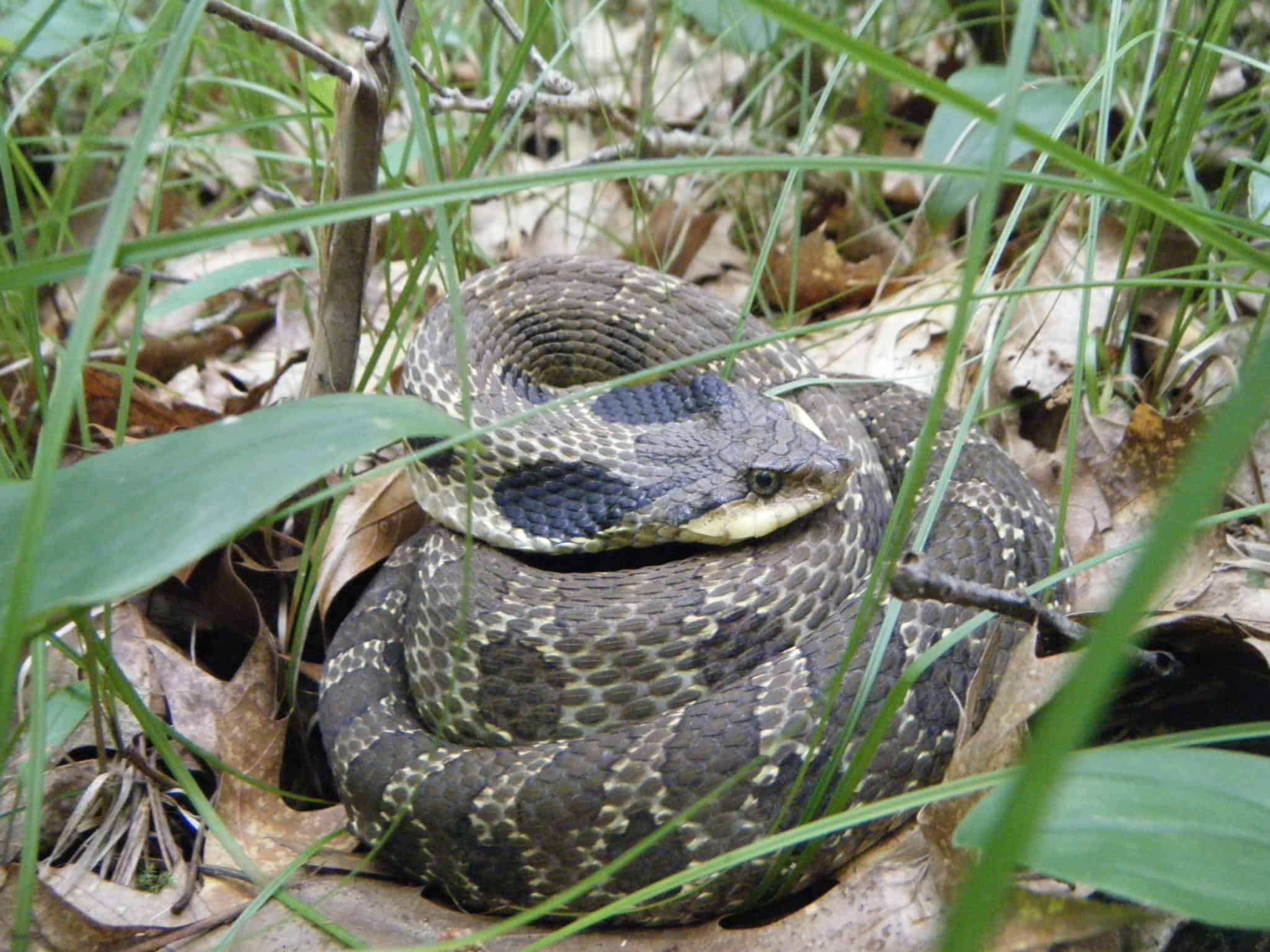 JWM: Hog-nosed snakes need sandy dunes for nesting - The Wildlife Society