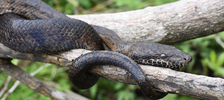 Urbanization may lead to Puerto Rican boa decline - The Wildlife Society