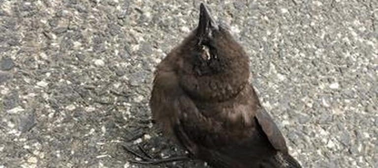 Mysterious deadly bird-blinding illness appears in Ohio - The Wildlife ...