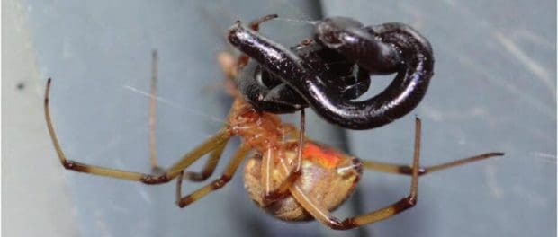 Snakes are on the menu for some spiders - The Wildlife Society