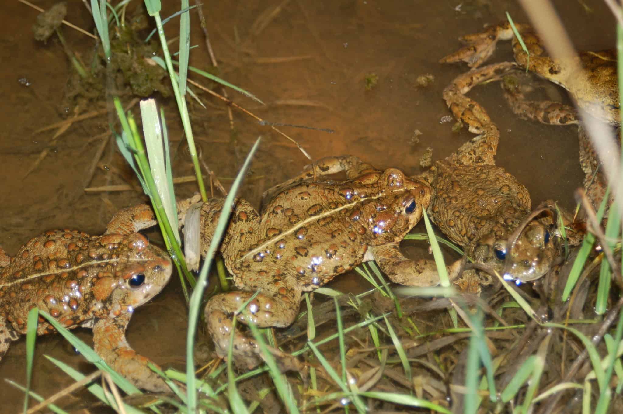 JWM: Boreal toads have become nearly extirpated in northwest Montana ...