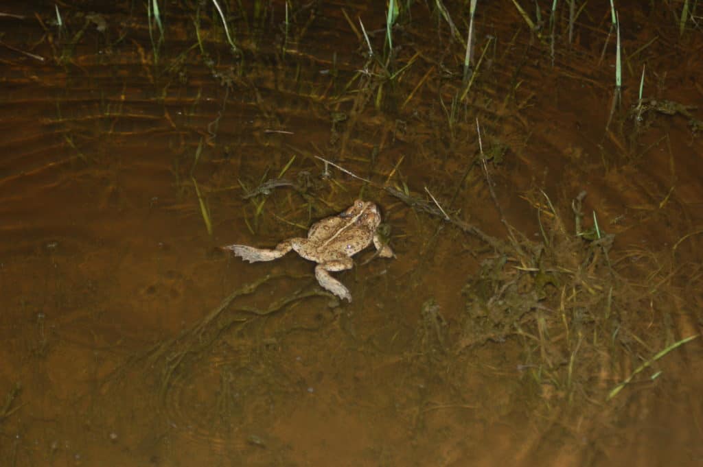 JWM: Boreal toads have become nearly extirpated in northwest Montana ...