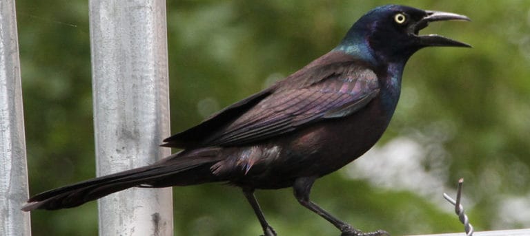 Why are blind birds appearing around D.C.? - The Wildlife Society