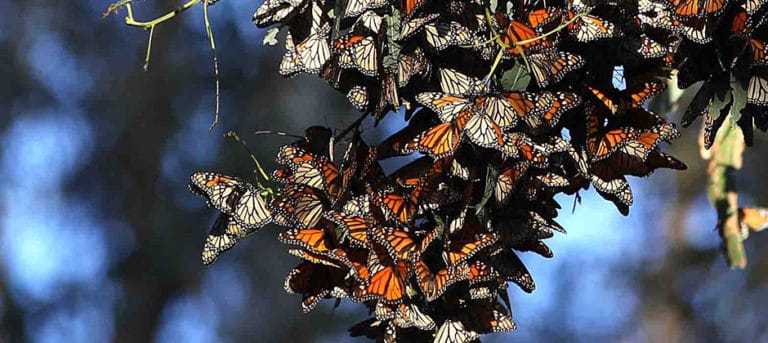 As the climate changes, are monarchs changing, too? - The Wildlife Society