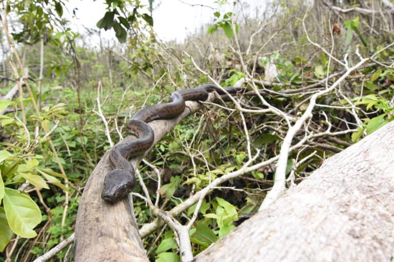 Urbanization may lead to Puerto Rican boa decline - The Wildlife Society