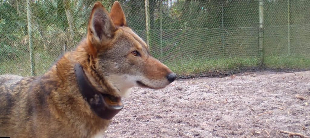 USFWS and partners recover wandering red wolf - The Wildlife Society