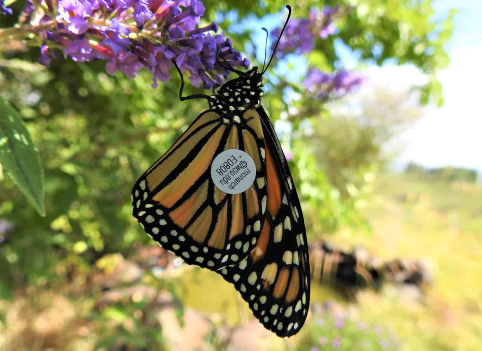 As the climate changes, are monarchs changing, too? - The Wildlife Society