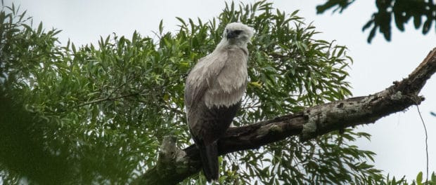 Amazon eagles lose habitat to deforestation - The Wildlife Society
