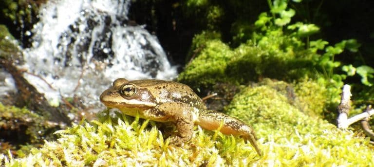 Cascades frogs in California are genetically distinct - The Wildlife ...