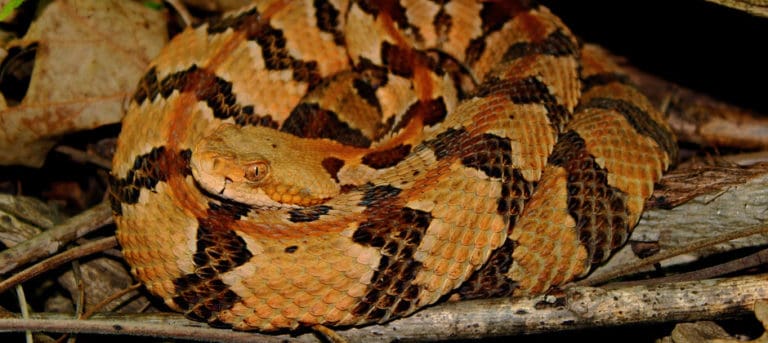 RAWA bill introduced in the U.S. Senate - The Wildlife Society