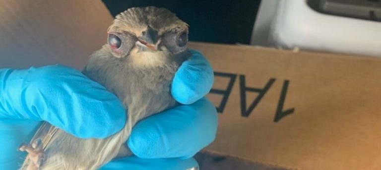 Mysterious bird blindness cases drop in D.C. area - The Wildlife Society