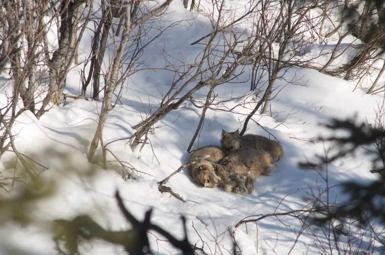 A peek into the lives of Canada lynx - The Wildlife Society
