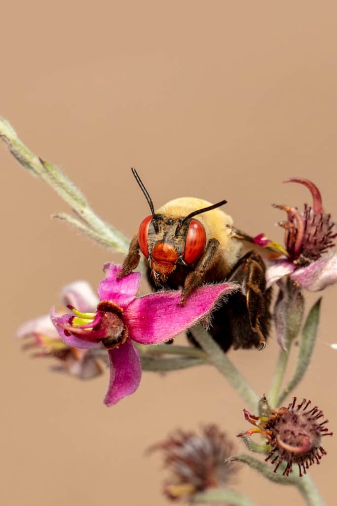 U.S.-Mexico border a native bee hot spot - The Wildlife Society