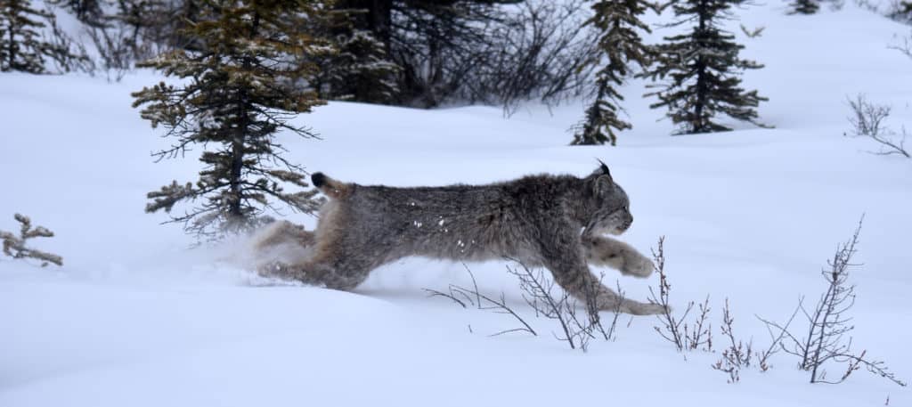 A peek into the lives of Canada lynx - The Wildlife Society