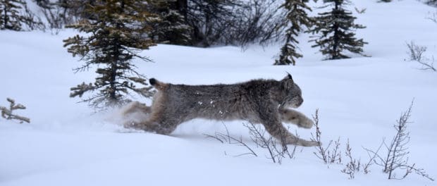 A peek into the lives of Canada lynx - The Wildlife Society