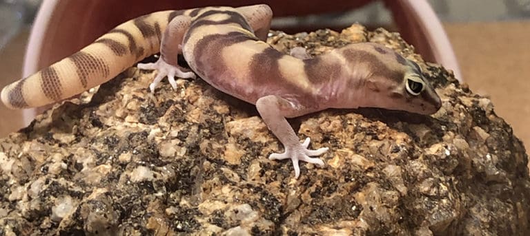 Watch: Even without tails, geckos can hunt - The Wildlife Society