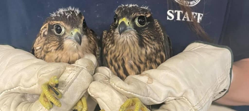 Record heat takes its toll on raptor nestlings - The Wildlife Society