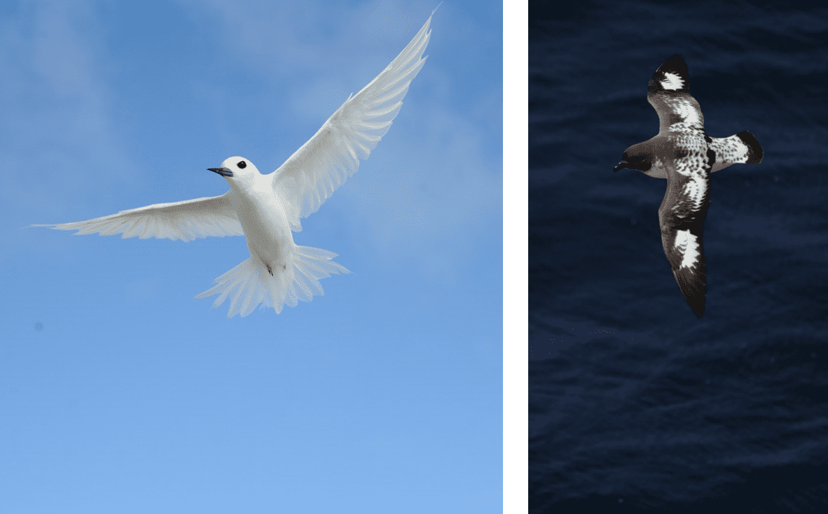 Analysis finds large data gaps for a third of world’s seabirds - The ...