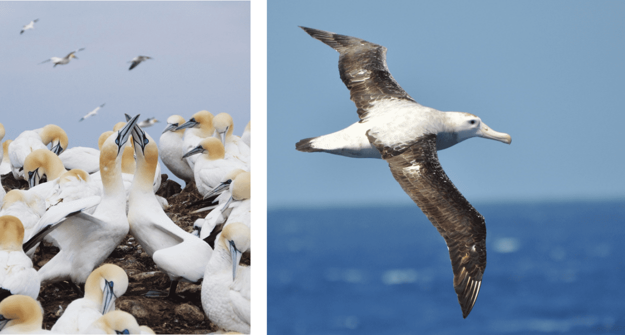 Analysis finds large data gaps for a third of world’s seabirds - The ...