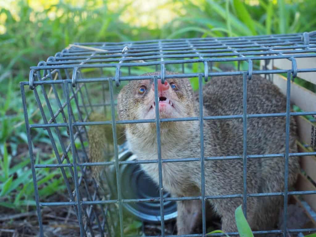 WSB: Veterinary drugs can help field biologists - The Wildlife Society