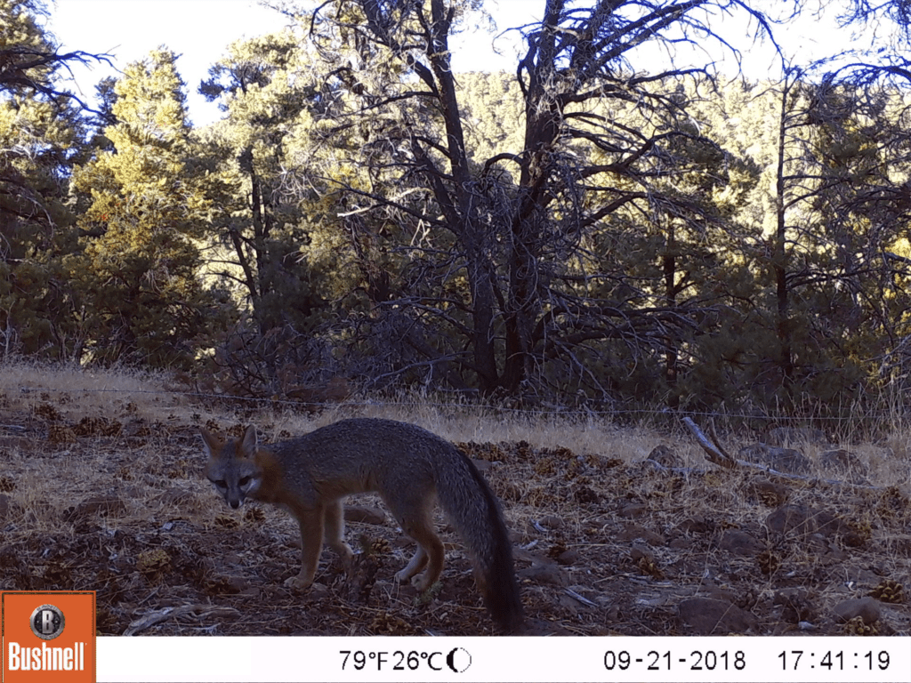 Bears may protect foxes from coyotes - The Wildlife Society