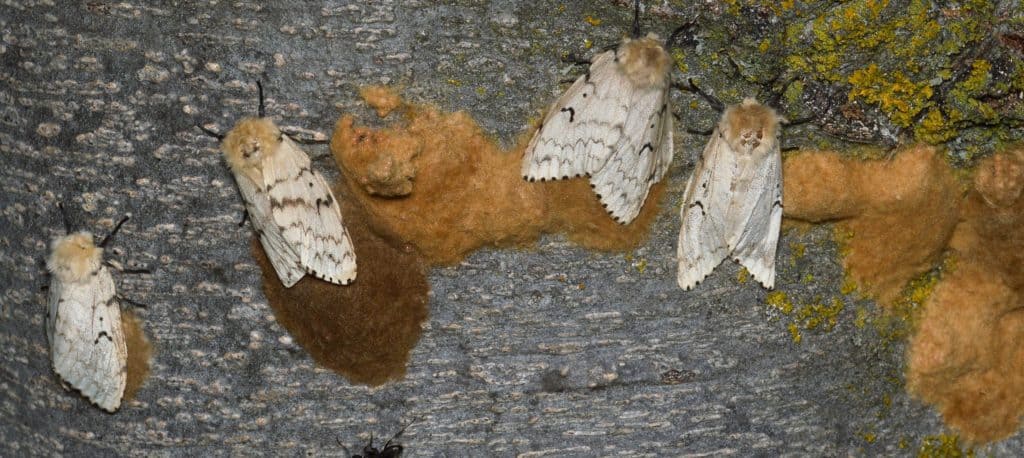 Insects shed ‘gypsy’ from their names - The Wildlife Society