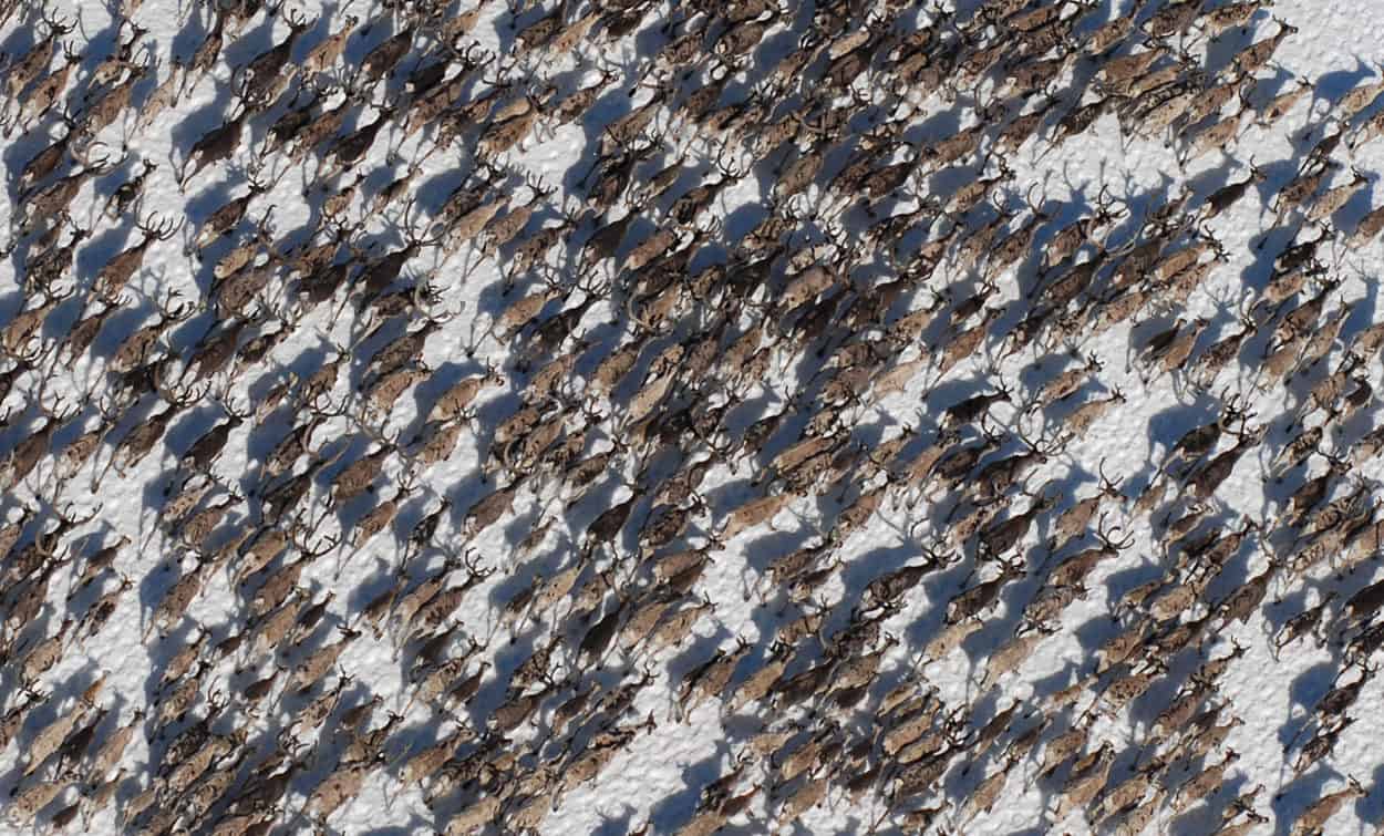 Global migration maps chart a course for conservation - The Wildlife ...